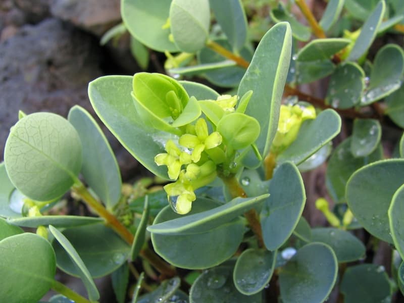 Amy Greenwell Ethnobotanical Garden