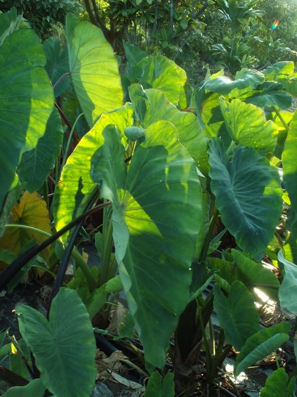Amy Greenwell Ethnobotanical Garden