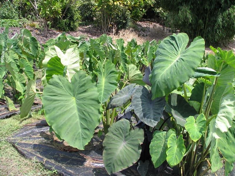 Amy Greenwell Ethnobotanical Garden