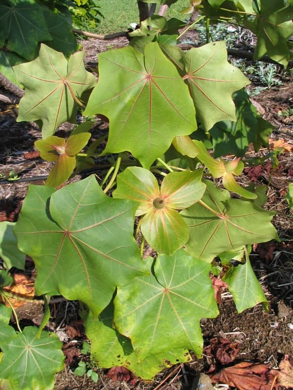 Amy Greenwell Ethnobotanical Garden