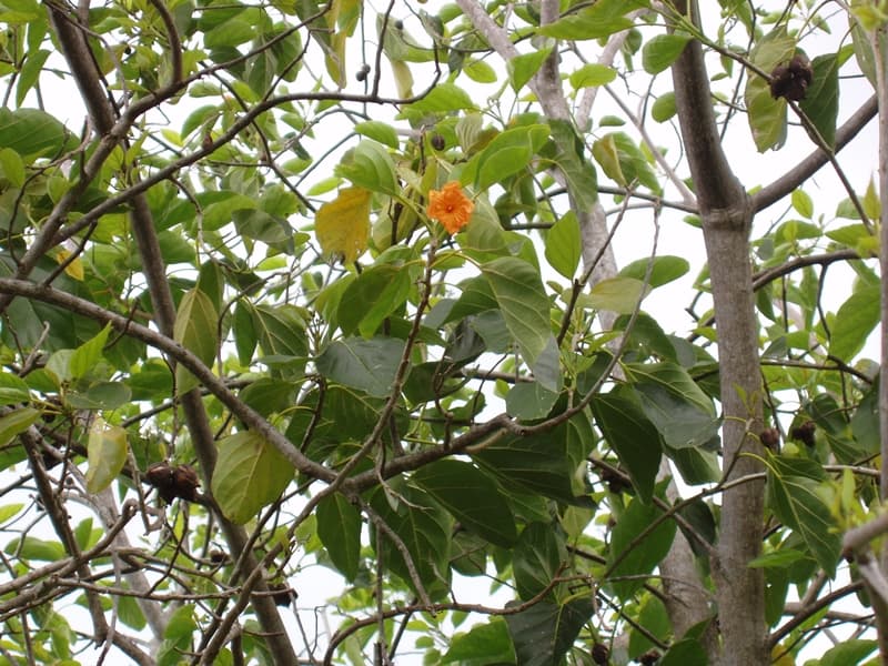 Amy Greenwell Ethnobotanical Garden