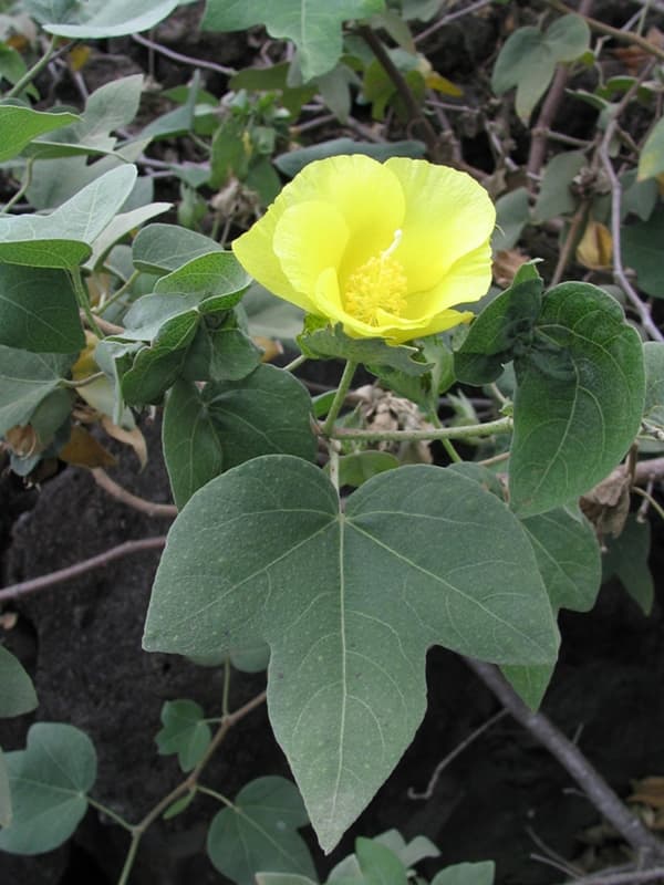 Amy Greenwell Ethnobotanical Garden