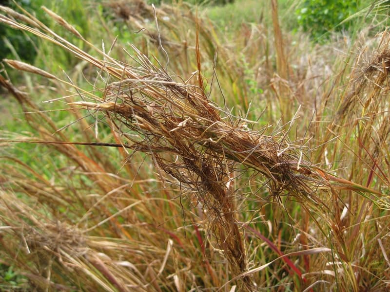 Amy Greenwell Ethnobotanical Garden