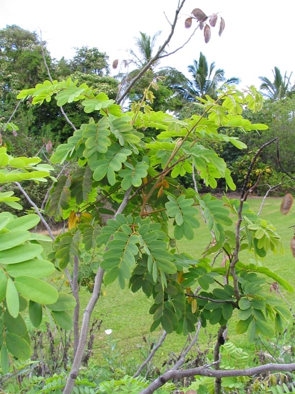 Amy Greenwell Ethnobotanical Garden