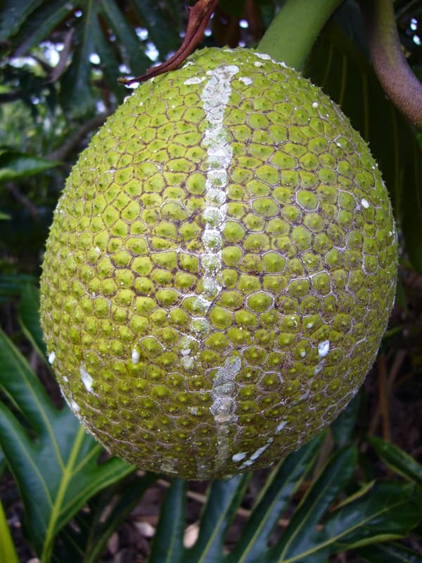 Amy Greenwell Ethnobotanical Garden