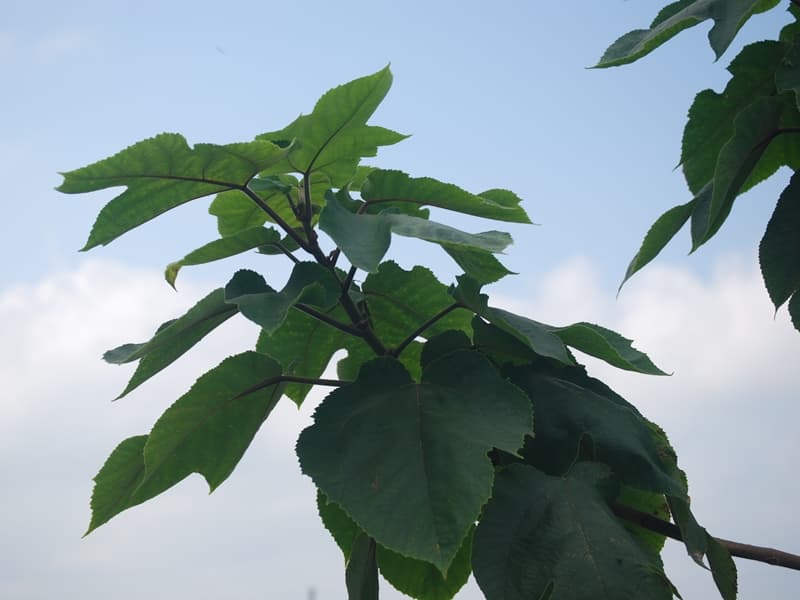 Amy Greenwell Ethnobotanical Garden