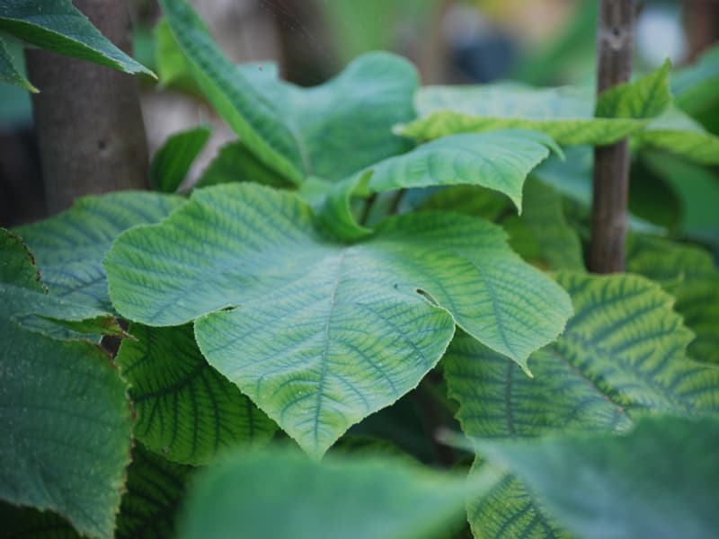 Amy Greenwell Ethnobotanical Garden